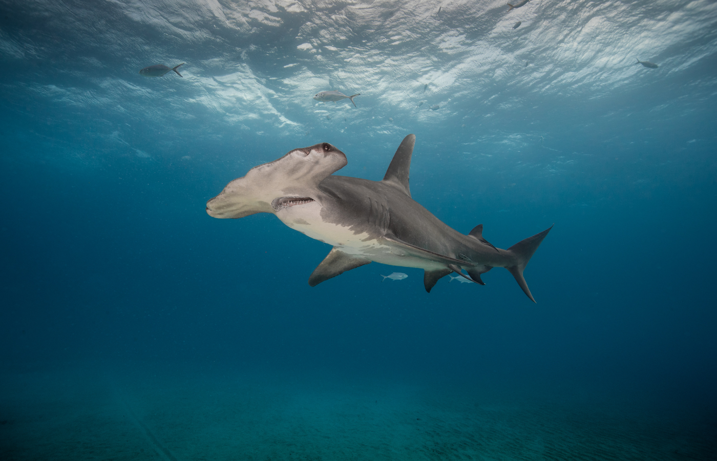 Is It Safe To Dive With Sharks? - Bermuda Blog